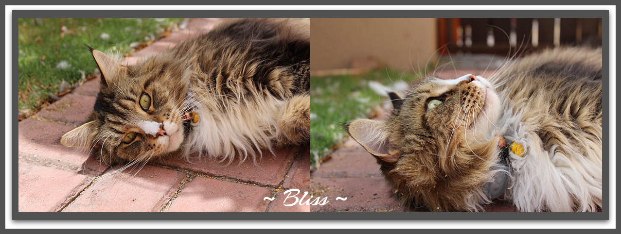 ABOUT US – Renecoons